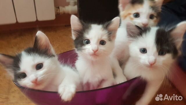 Сибирские котята в добран руки