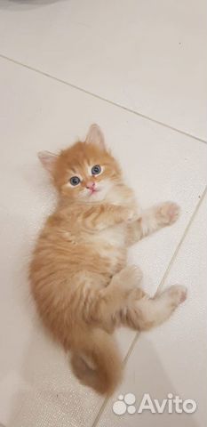 Котенок в добрые руки