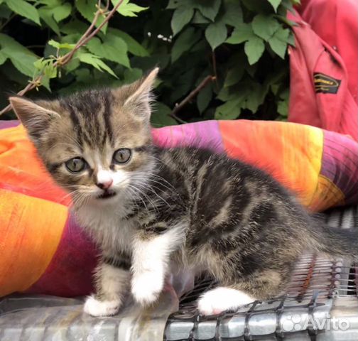 Котёнок в добрые руки