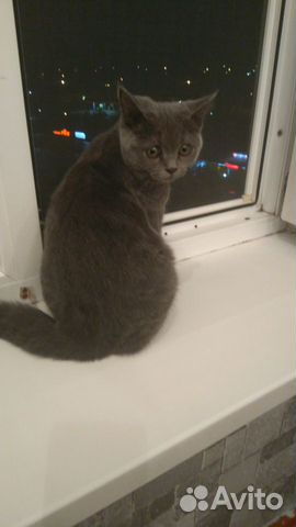 Британская