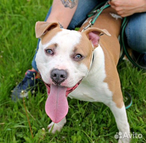 Пончик ищет хозяина