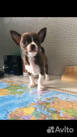 Щенок на ладошке