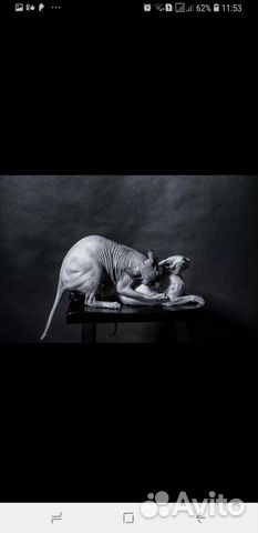 Канадский сфинкс кот приглашает на вязку