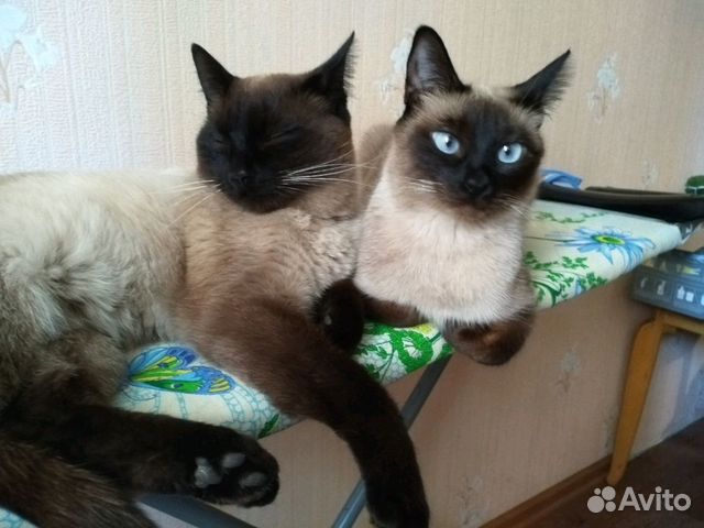 Сиамские котята