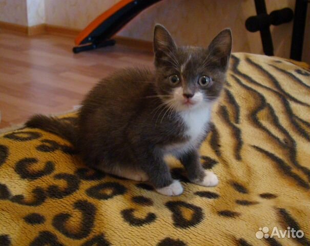 Настоящий охотник