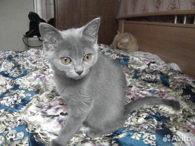 Лилу-серебристая британочка стерилизована