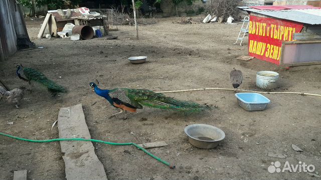 Яйца павлина