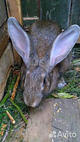 Крол племенной