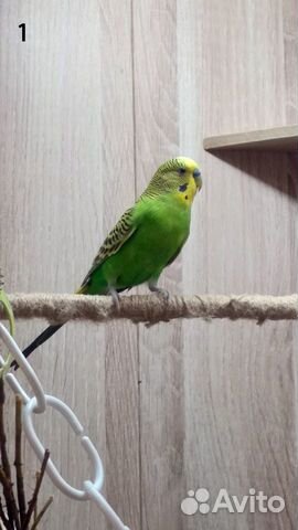 Волнистые попугаи