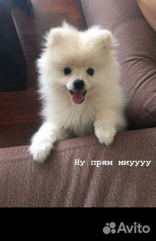 Немецкий шпиц