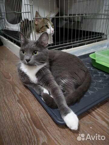 Кастрированный кот