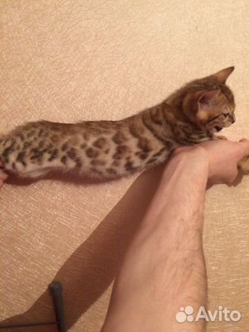 Продаются Бенгальские котята