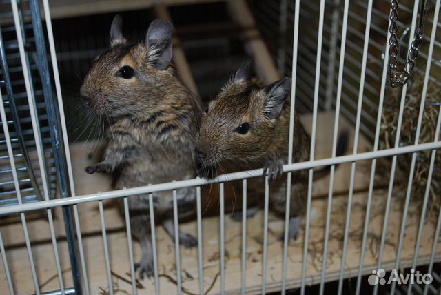 Дегу с приданным