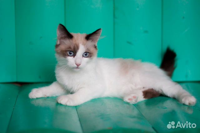Пушистый тайский котёнок Сириус, 4 мес