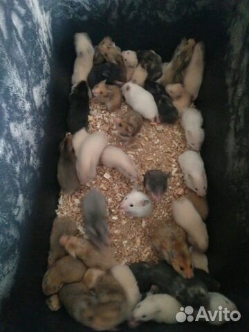 Сирийский хомяк