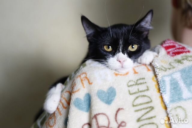 Котенок ищет дом