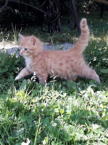 Рыжее солнце