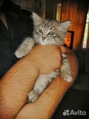 Отдам бесплатно котёночка