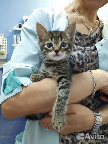 Отдадим котёночка