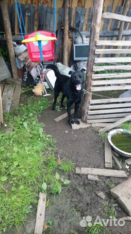 Мухтар. 2 года. Отдам в хорошие руки