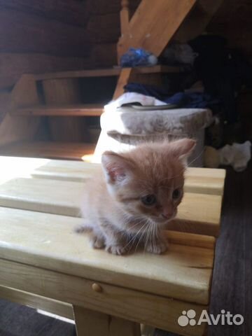 Котята в дар