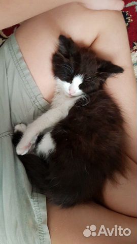 Чудесный котенок