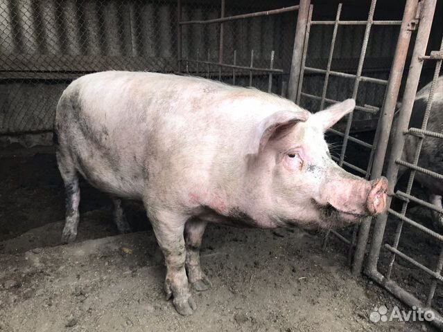Хряк-производитель