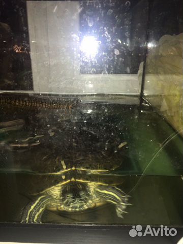 Красноухая черепаха