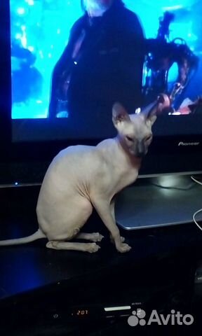 Отдам двух сфинксов