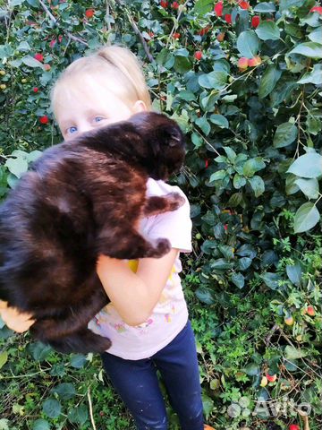 Кот Британец, веслоухий