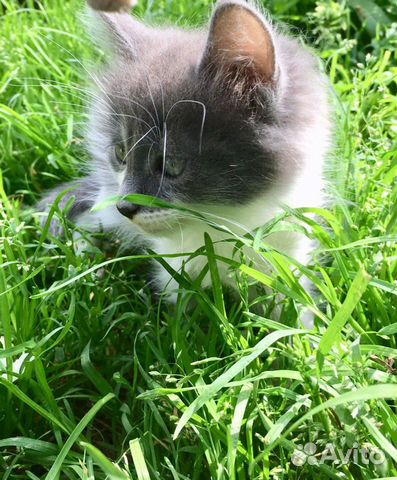 Месячные котята ищут дом