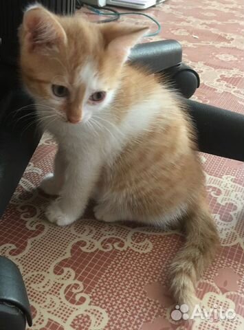 Котёнок мальчик метис британки 3 мес