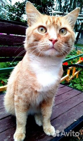 Молодой котик в дар