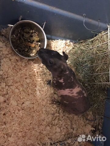 Лысая морская свинка (скинни)