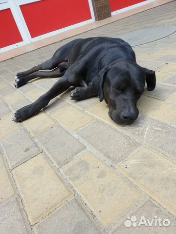 Курцхар в добрые руки