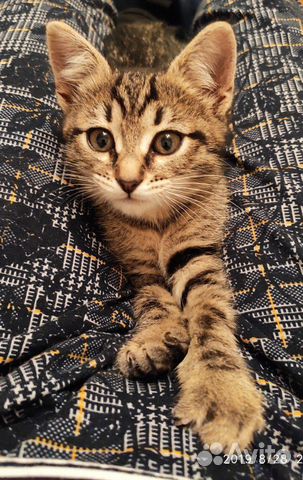 Котя