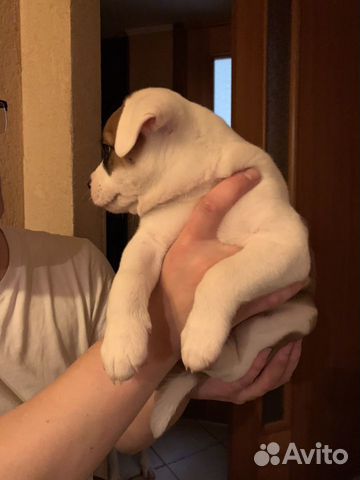 Отдадим в добрые руки