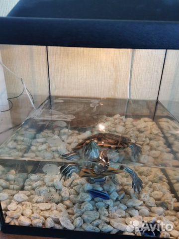 Черепаха красноухая