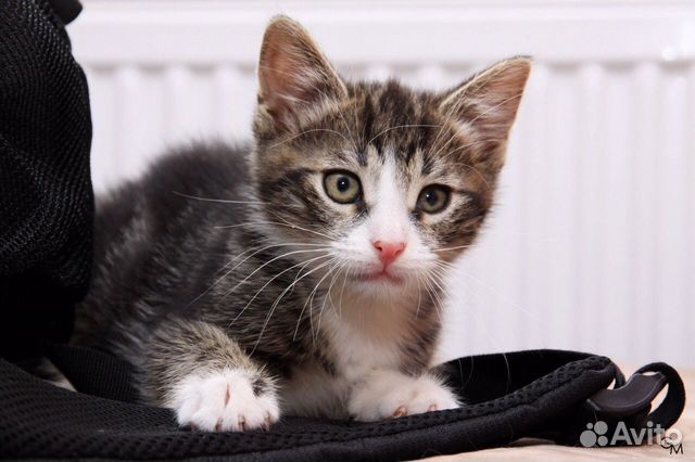 Котик 2,5 месяца,мягкий животик