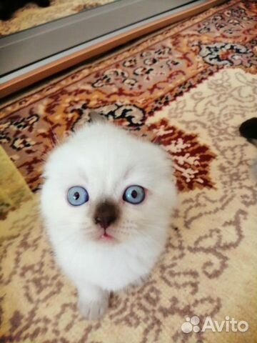 Шотландские котята