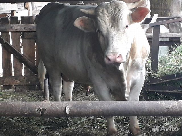 Бык-производитель. Симментал