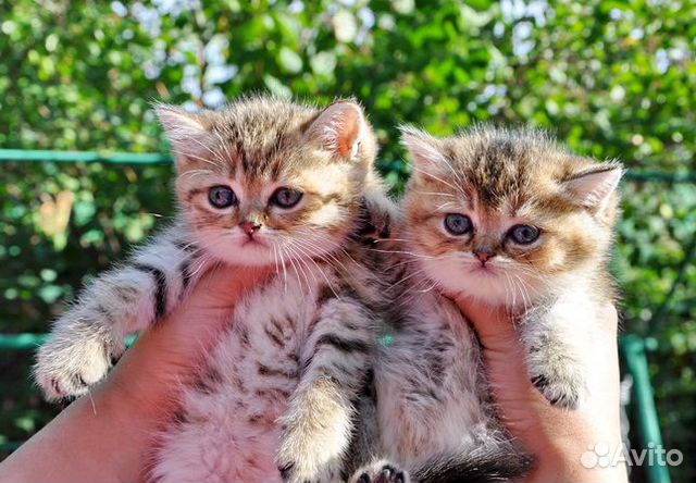 Британские котята