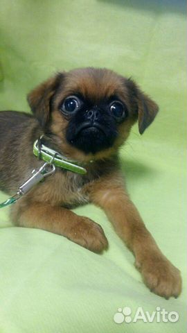 Пти-брабансон - девочка-мини