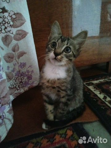 Котенок 3,5 мес