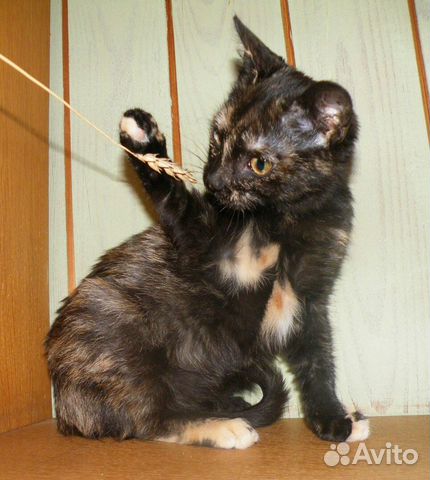Котенок девочка трехцветная 5 мес