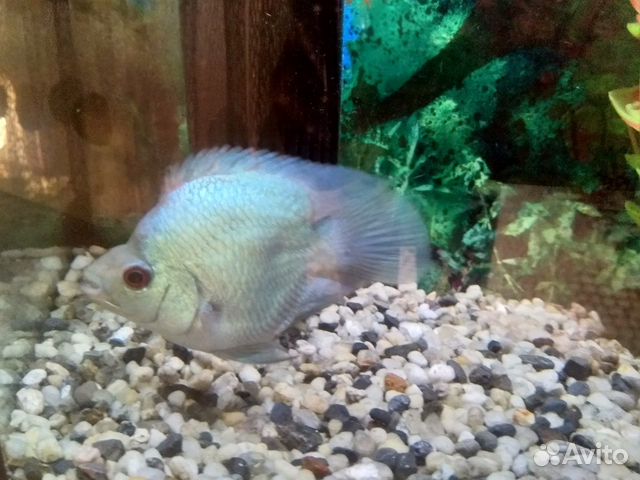 Флауэр хорн бонсай