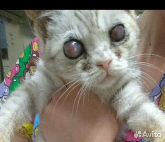 Слепая девочка котенок