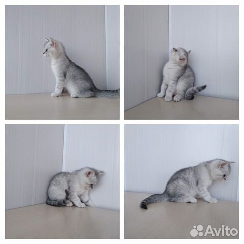 Британские котята
