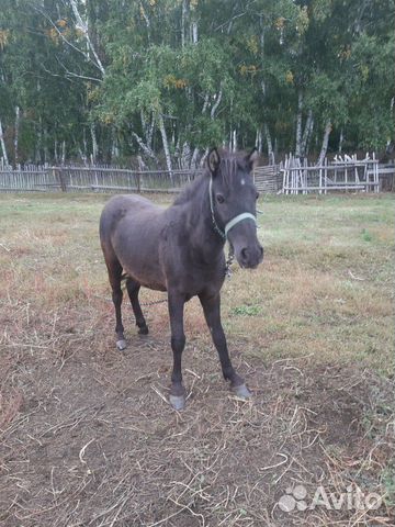 Продается пони