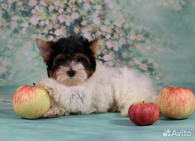 Шелвин великолепный